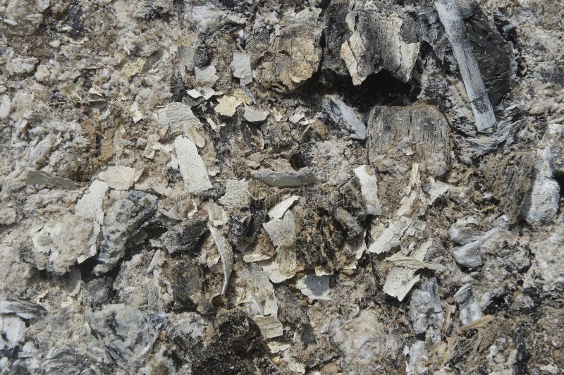 Abstract Textures Ash Wood Background Closeup Stock Image - Image of ...