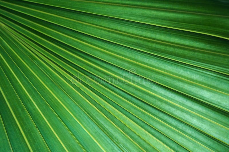 Abstract Textures of Palm Leaves on a Natural Green Background Stock ...