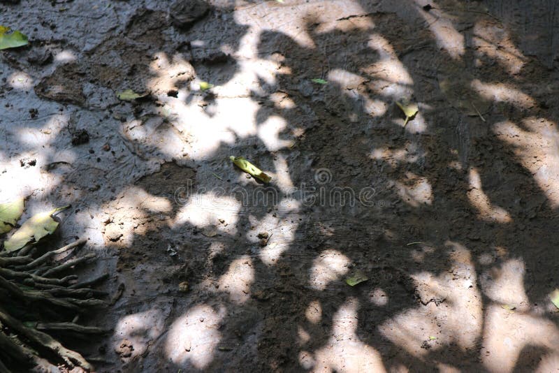 Abstract Top View Background Light and Shadow Sunny on the Ground Stock ...