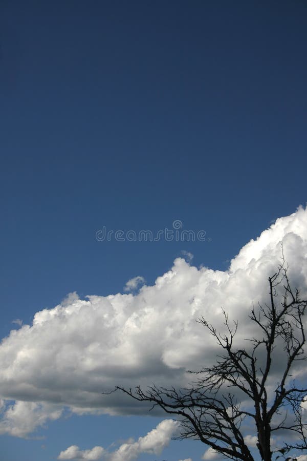 Abstract Tree stock photo. Image of dead, abstract, hoping - 24264