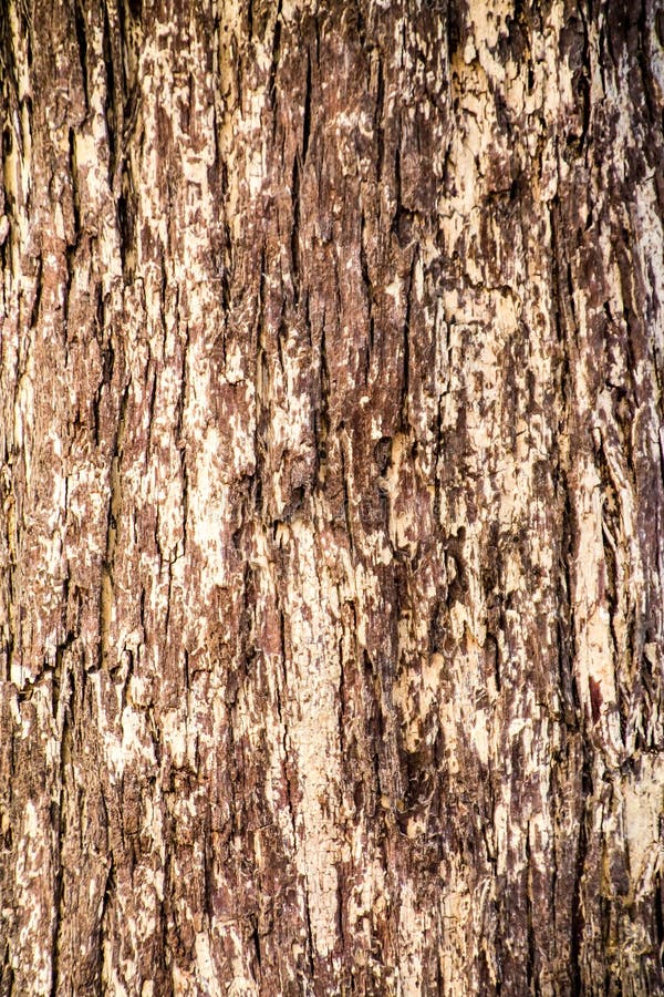 Abstract Tree Bark Textures in the Forest. Stock Image - Image of ...