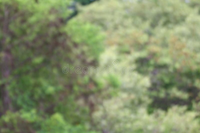 Abstract Tree Blurred Background, Blurred Tree Background Forest Green ...