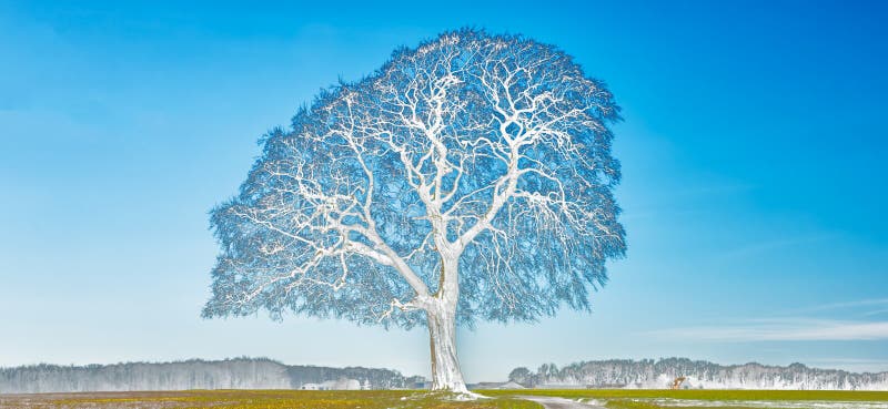 Abstract - Tree with Brain Like Structure Stock Photo - Image of ...