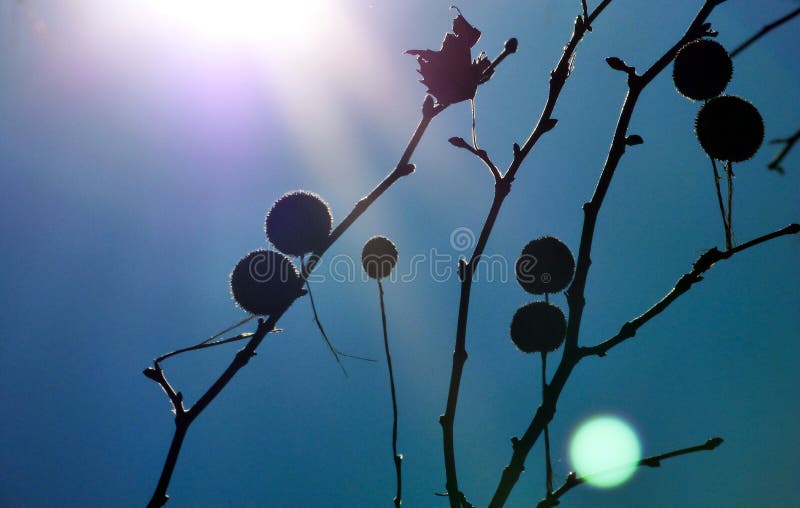 Tree Branch in Strong Direct Sunlight Stock Image - Image of gold ...