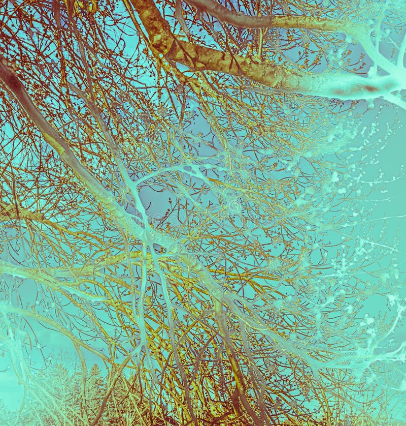 1,015 Cyan Turquoise Tree Stock Photos - Free & Royalty-Free Stock ...