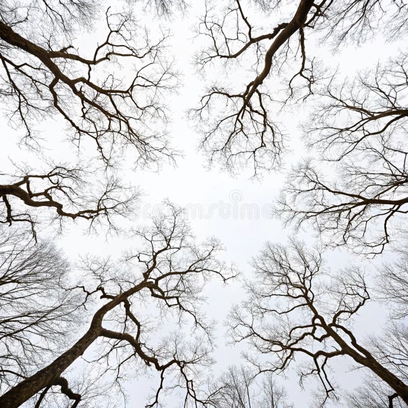 Abstract Tree Branches Pattern Isolated on White Background Stock ...