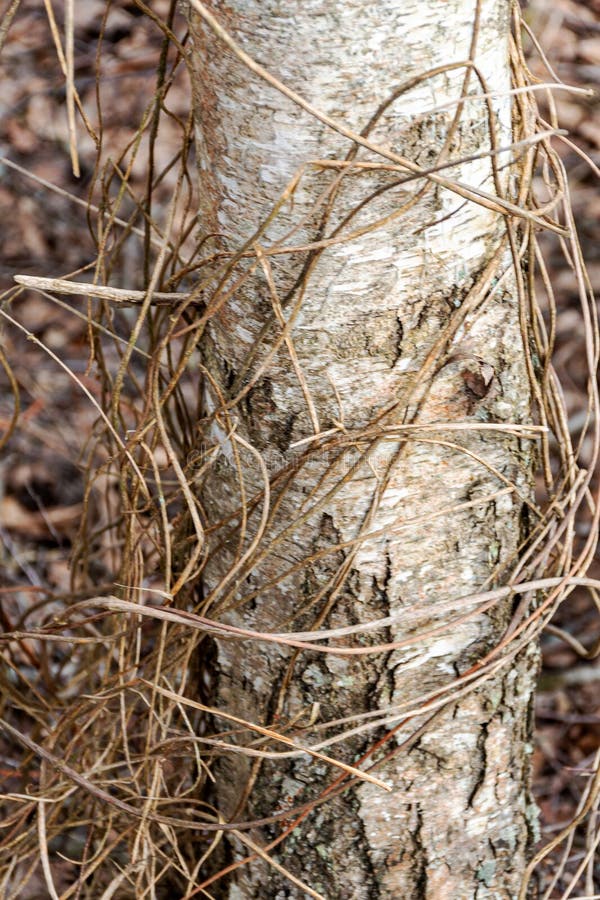 Abstract Tree Growth, Old Tree Trunk, Nature Prints on Wood Stock Photo ...