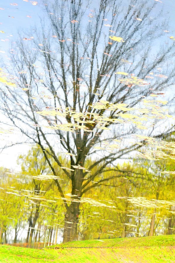Abstract tree stock image. Image of leaves, light, speed - 8658689