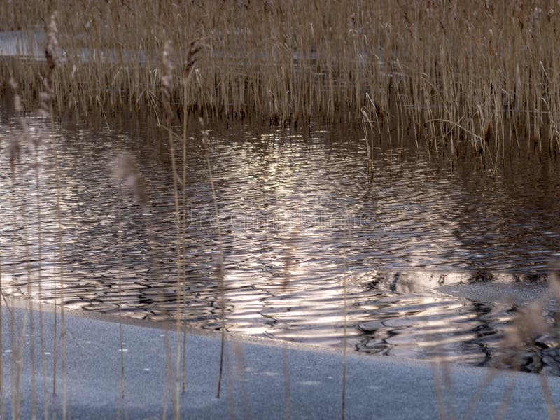 Abstract Tree Reflections in Water Stock Photo - Image of snow, water ...