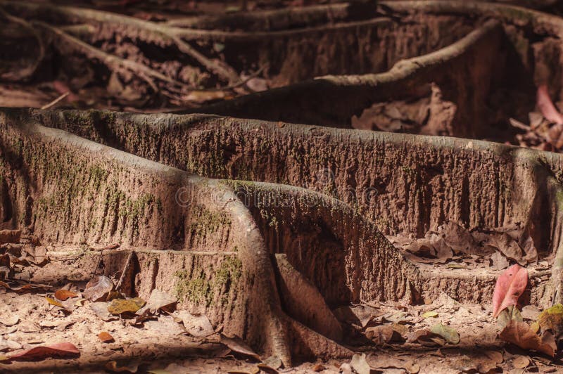 Abstract Tree Roots in the Forest Stock Image - Image of nature, earth ...