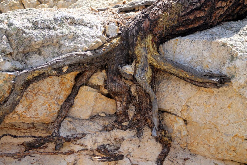 Abstract Tree Roots stock photo. Image of tree, outdoors - 43181004