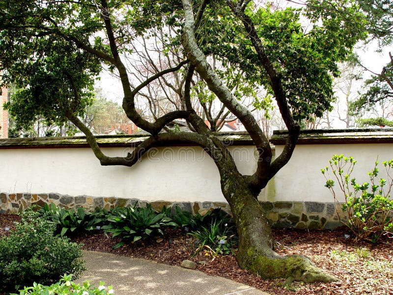 Abstract tree shape stock image. Image of nature, leaning - 608475