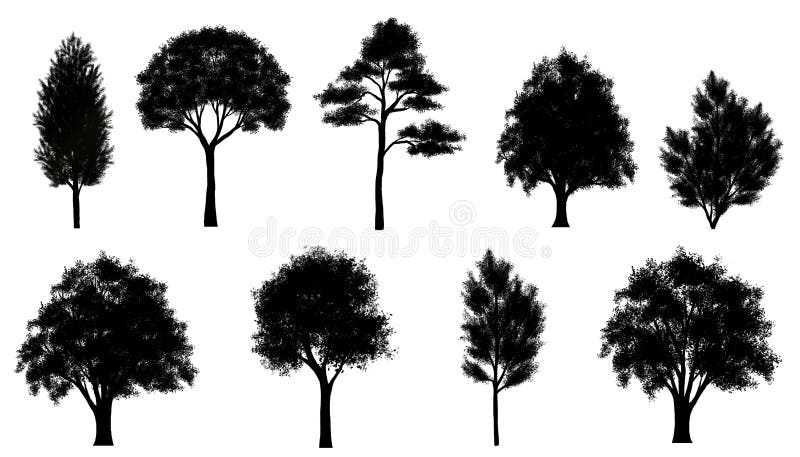 Tree Side View Isolated on White Background Stock Image - Image of ...