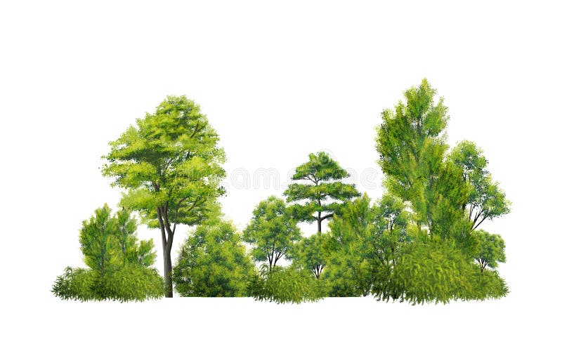 Tree Side View Isolated on White Background Stock Image - Image of view ...