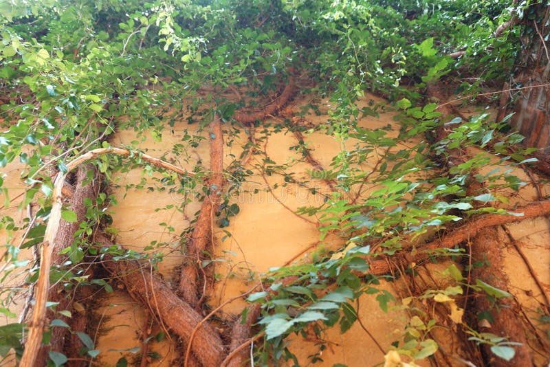 Tree stick on wall stock photo. Image of backdrop, closeup - 108285266