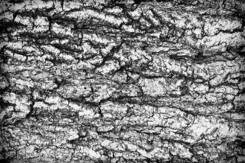 Abstract Tree Texture Background Black and White Stock Photo - Image of ...