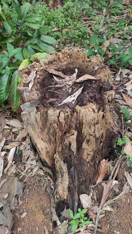 Abstract Tree Texture that is Brittle and Worn Out by Termites ...