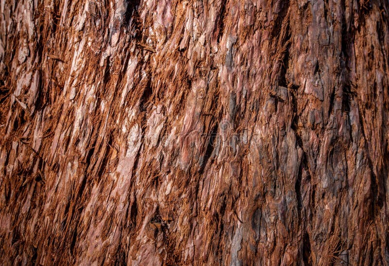 Old Rough Wood Texture. Wooden Texture Background Stock Image - Image ...