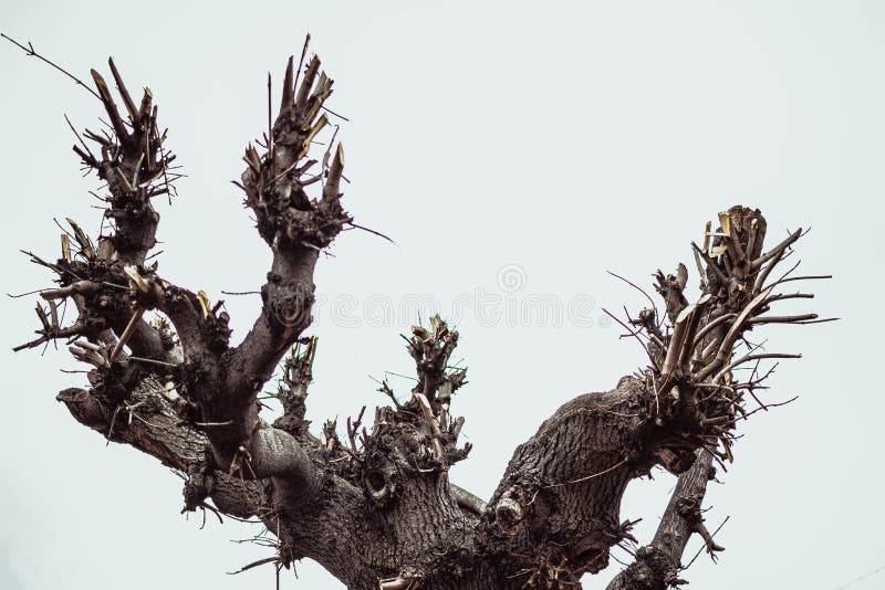 Abstract tree trunk stock image. Image of fall, botany - 215371515