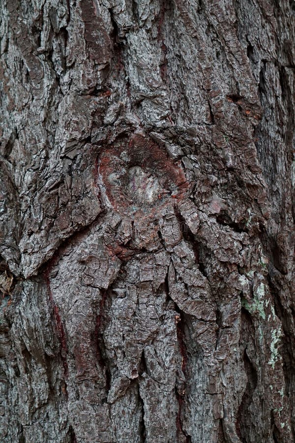 The Abstract Tree Trunk Texture Stock Photo - Image of abstract ...