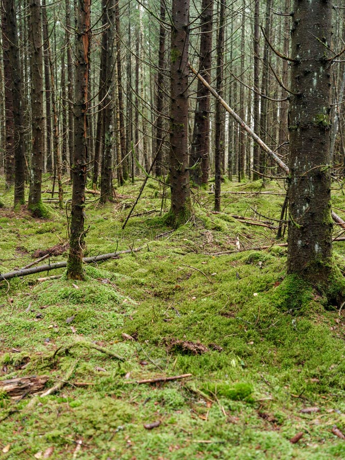 Abstract Tree Trunk Texture Wall in Natural Forest Stock Image - Image ...