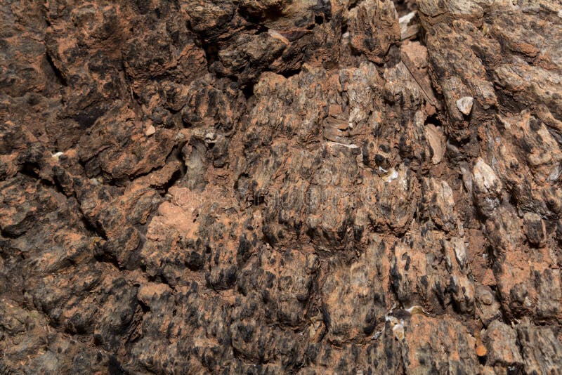 Abstract from the Tree Trunk, Textures of Tree Trunk, Pattern of Tree ...