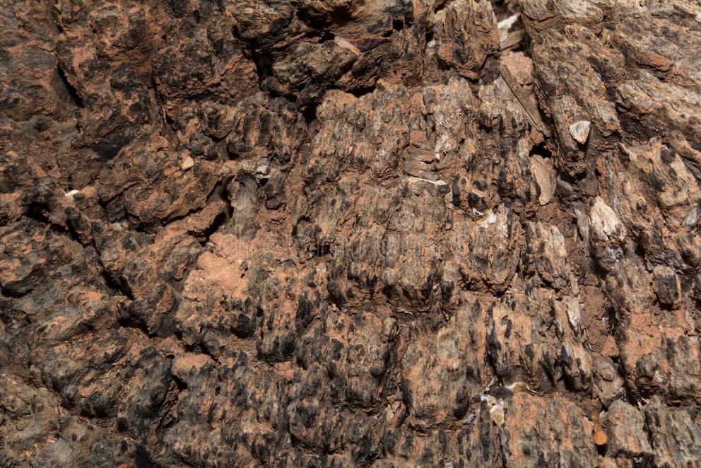 Abstract from the Tree Trunk, Textures of Tree Trunk, Pattern of Tree ...