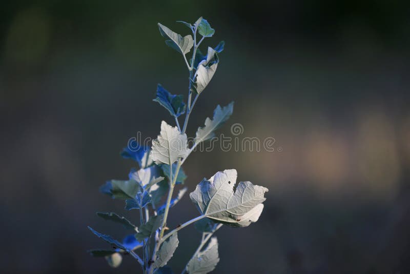 Abstract tree twig stock photo. Image of life, leafage - 124943626