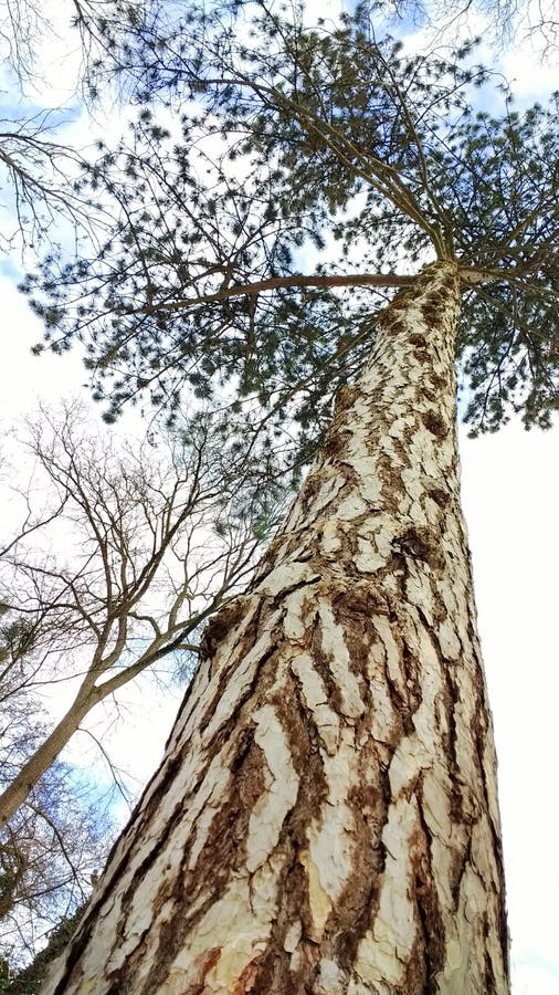Abstract Tree in a Very Special and Different Perspective Stock Image ...