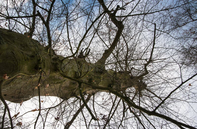 Abstract tree view stock image. Image of view, angle - 84005309