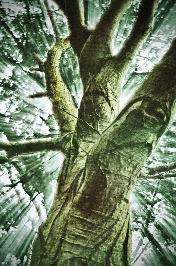 Abstract tree stock image. Image of beginnings, eyesight - 43932727