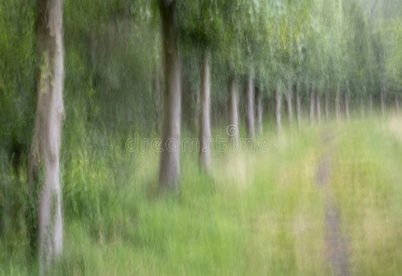Abstract trees in a forest stock image. Image of outdoor - 130214345