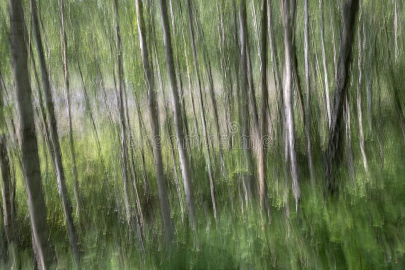 Abstract trees in a forest stock image. Image of figurative - 130214815