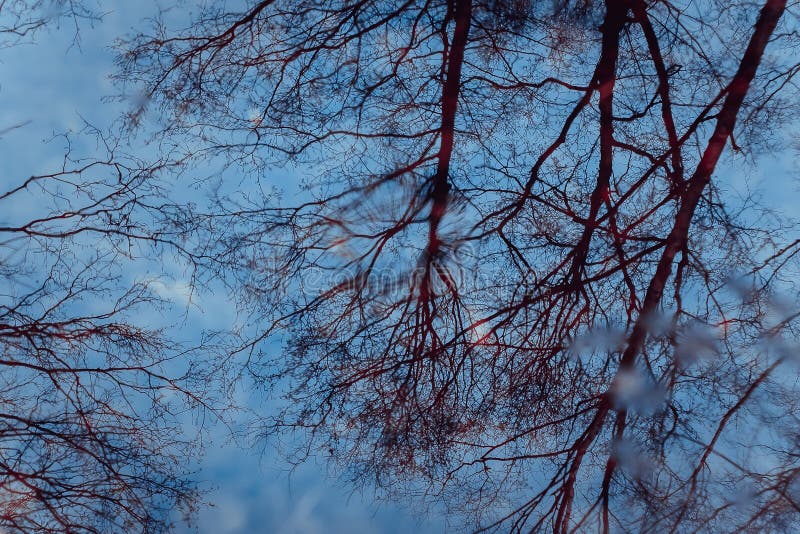 Abstract Trees Reflection on Water Surface Stock Image - Image of ...