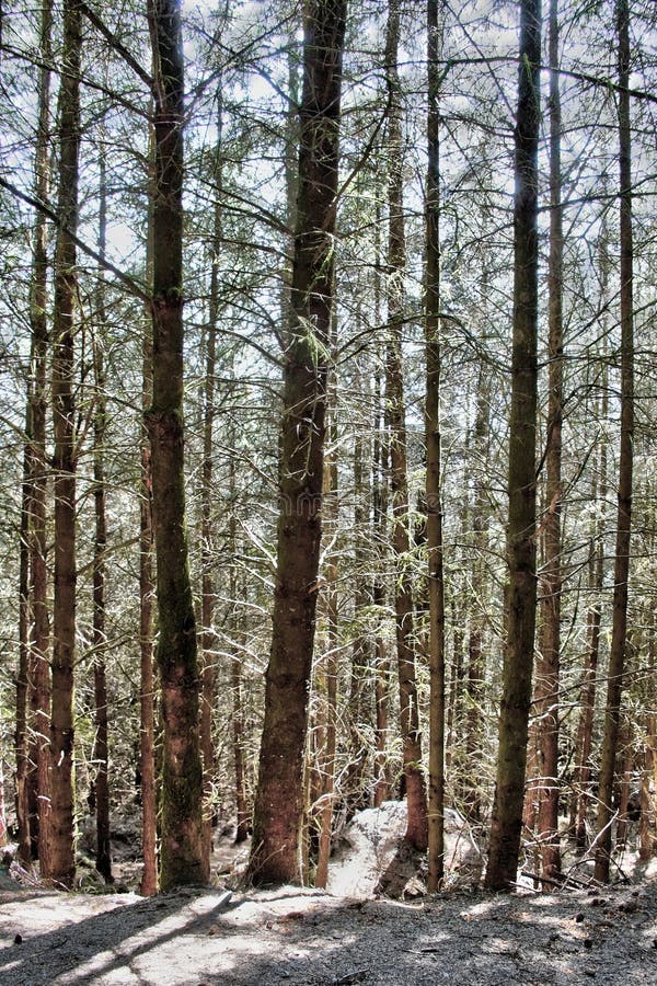 Abstract Trees Vertical Forms Stock Image - Image of undefined, trunk ...