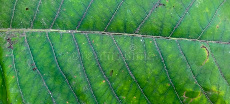 Abstract Tropical Green Leaf with Texture. Shadow , in Brazil Stock ...