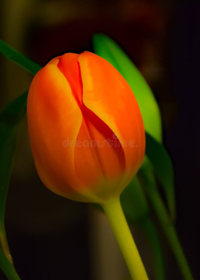 Abstract Tulips Red Soft Background Spring Green Stem Stock Image ...