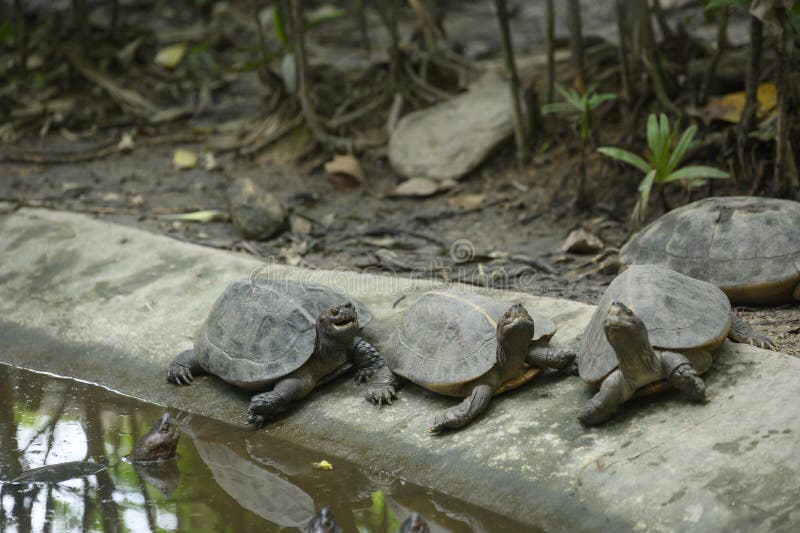 Abstract turtle stock image. Image of slow, turtle, travel - 195965459