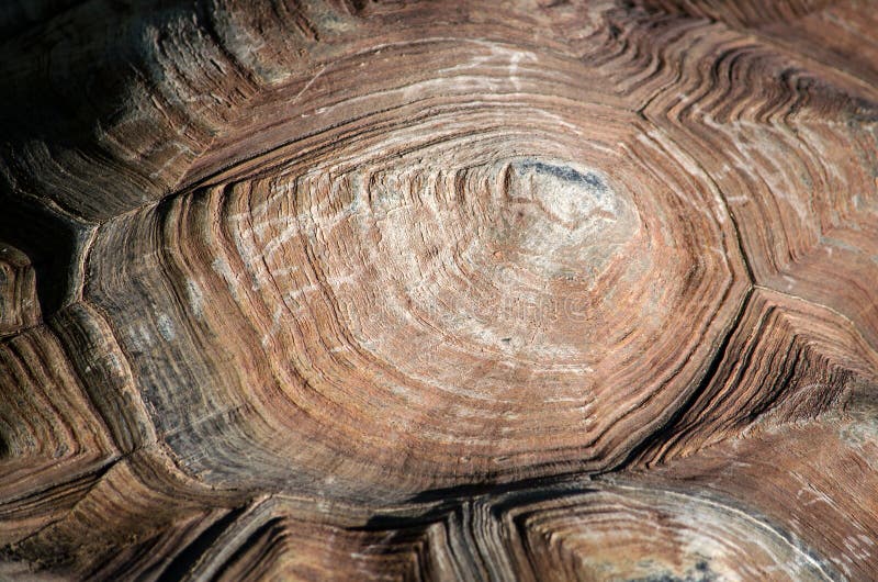 Abstract Turtle Shell Close Up Stock Photo - Image of black, close ...