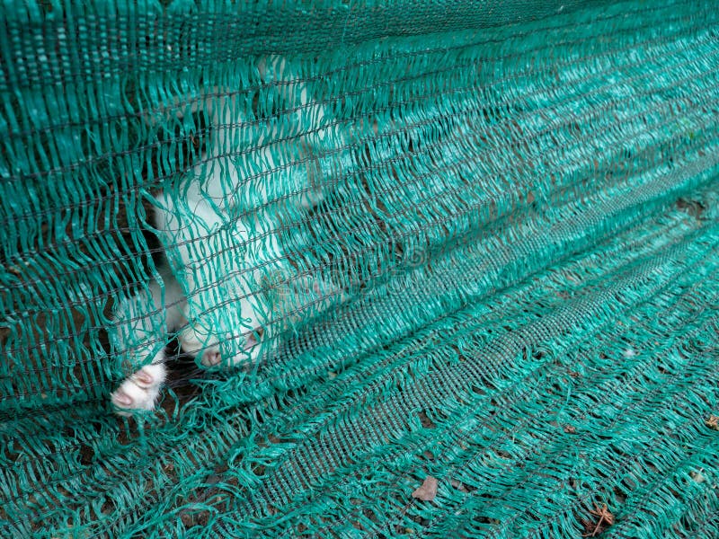 Abstract White Kitty Sitting in Shading Net Stock Photo - Image of ...
