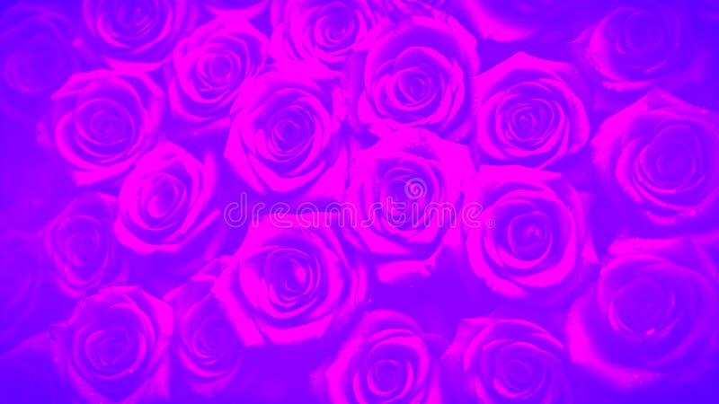 Abstract Valentines Pink Purple Roses Pattern Blending Transition ...