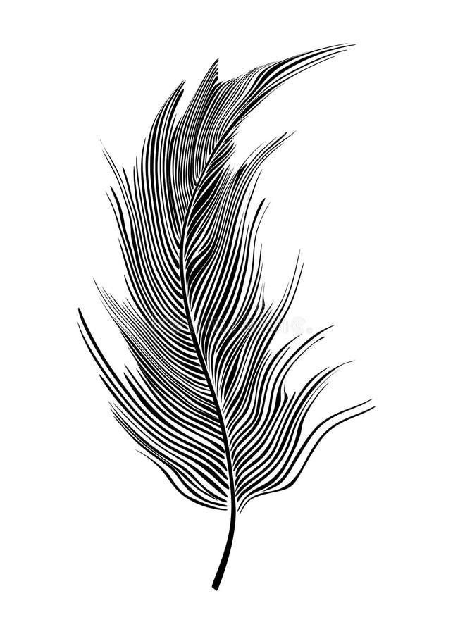 Abstract Vector Feather Isolated on White Background. Stock Vector ...