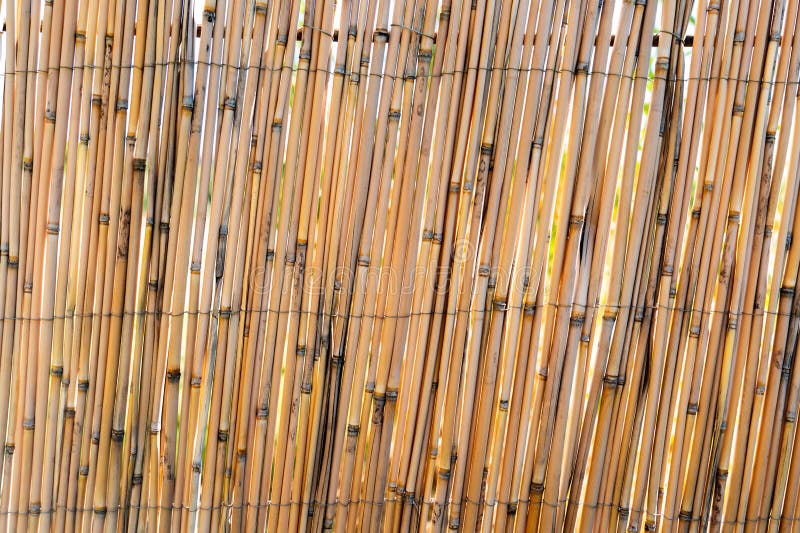 Abstract Vertical Stripes Texture Background. Seamless Dry Reeds ...