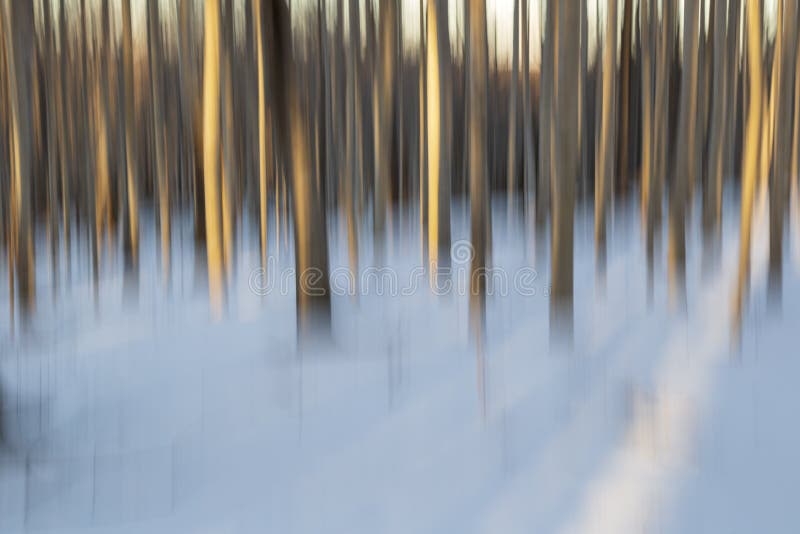 Abstract View of a Birch Forest Stock Photo - Image of color, gradients ...