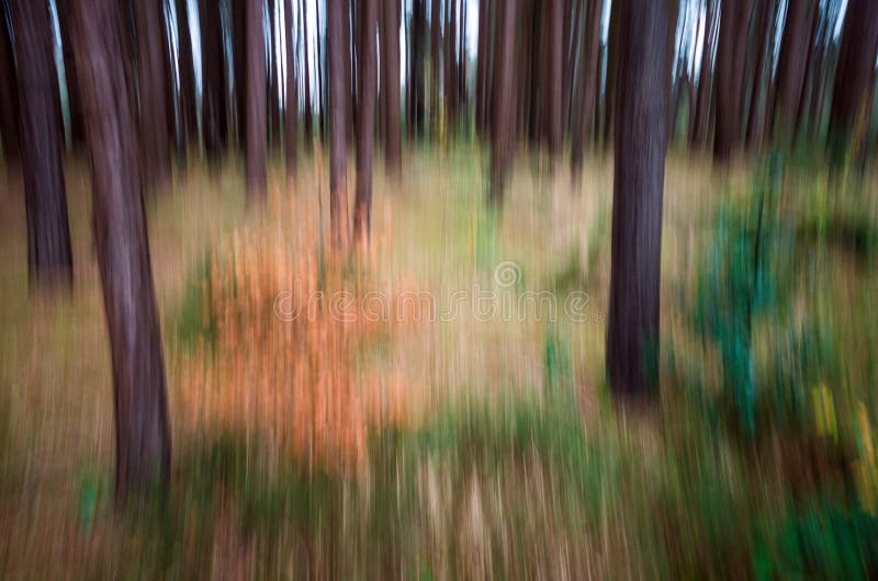 Trees in motion stock photo. Image of wallpaper, movement - 119888740