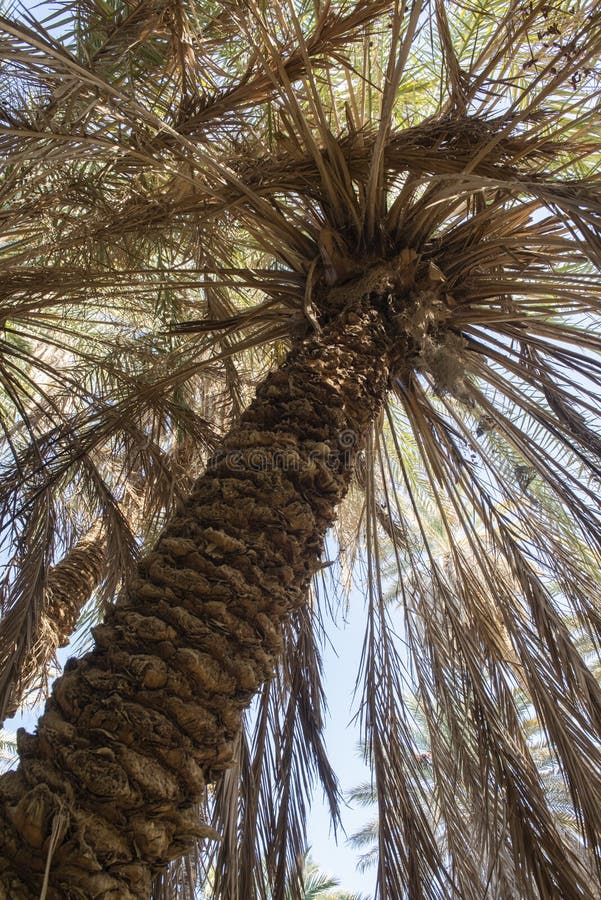 Abstract View of Large Date Palm Tree from Below Stock Image - Image of ...
