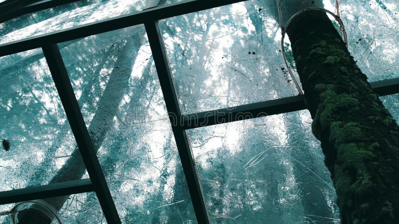 Abstract View of a Moss-covered Tree Trunk Against a Geometric Pattern ...