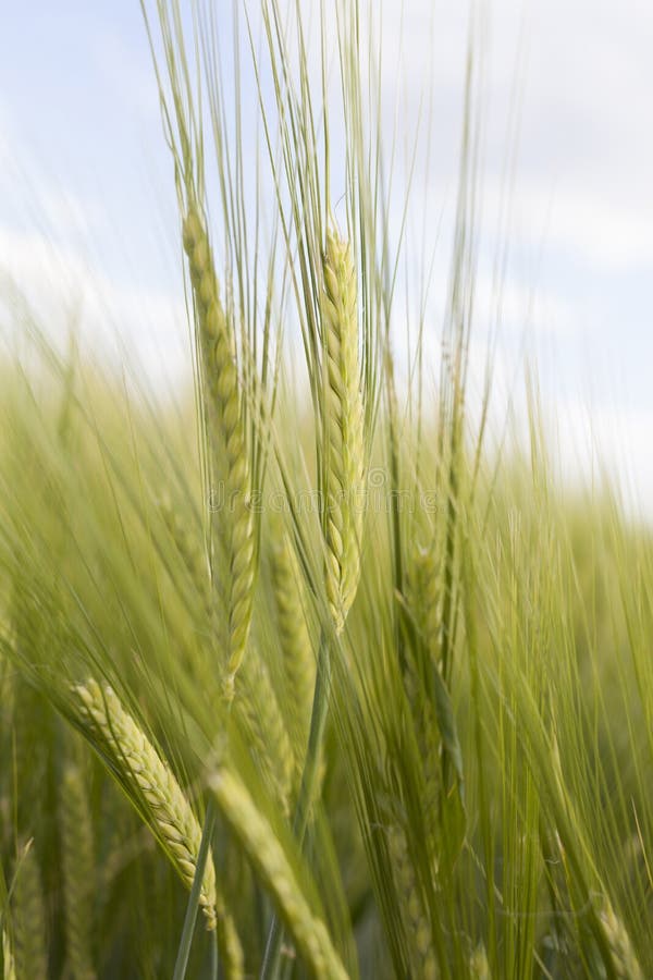 Abstract view of rye. stock image. Image of experience - 55067651