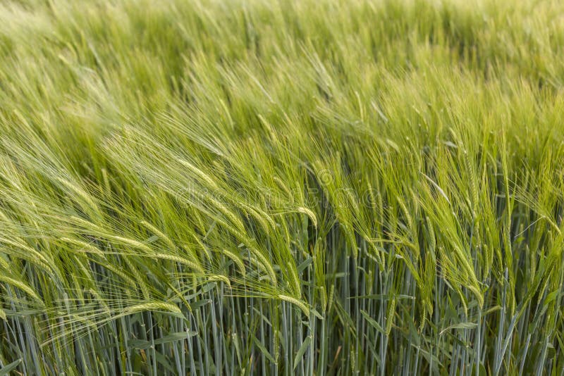 Abstract view of rye. stock image. Image of deep, preset - 66157157