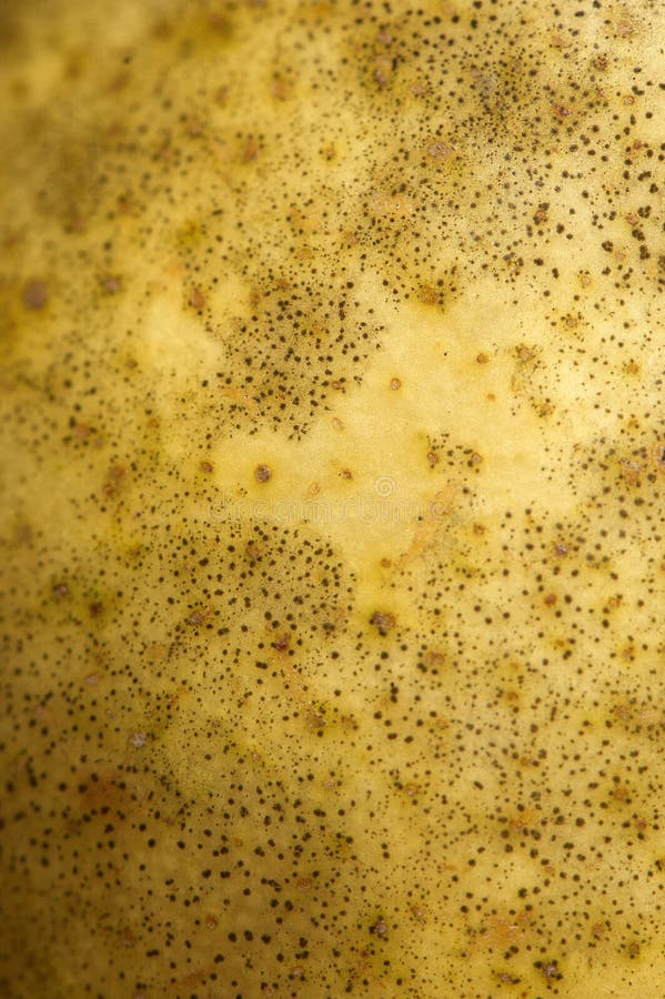 Texture of potato sprouts stock photo. Image of background - 69975150